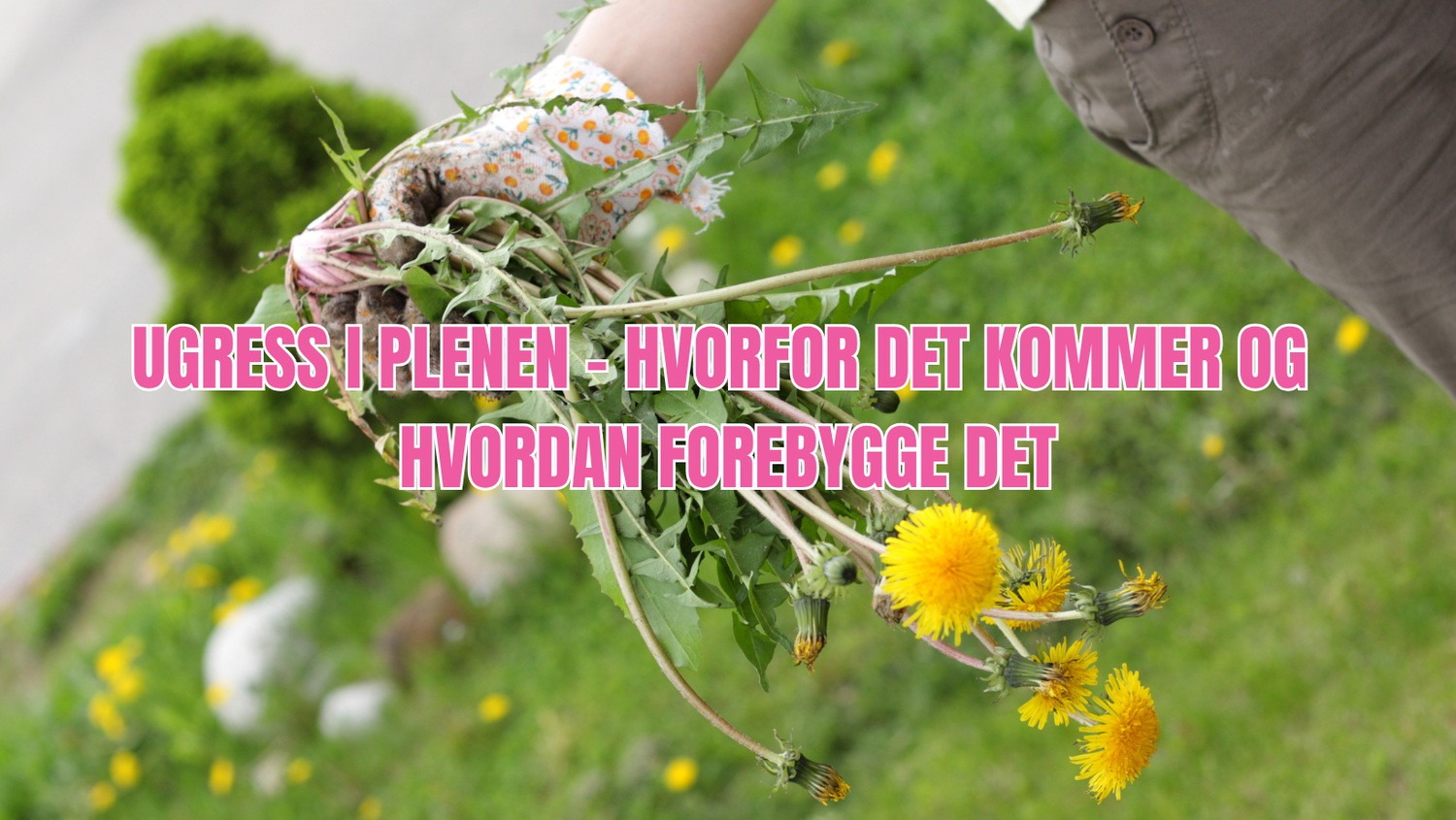 Hvorfor får vi ugress i plenen? - Gardenbox