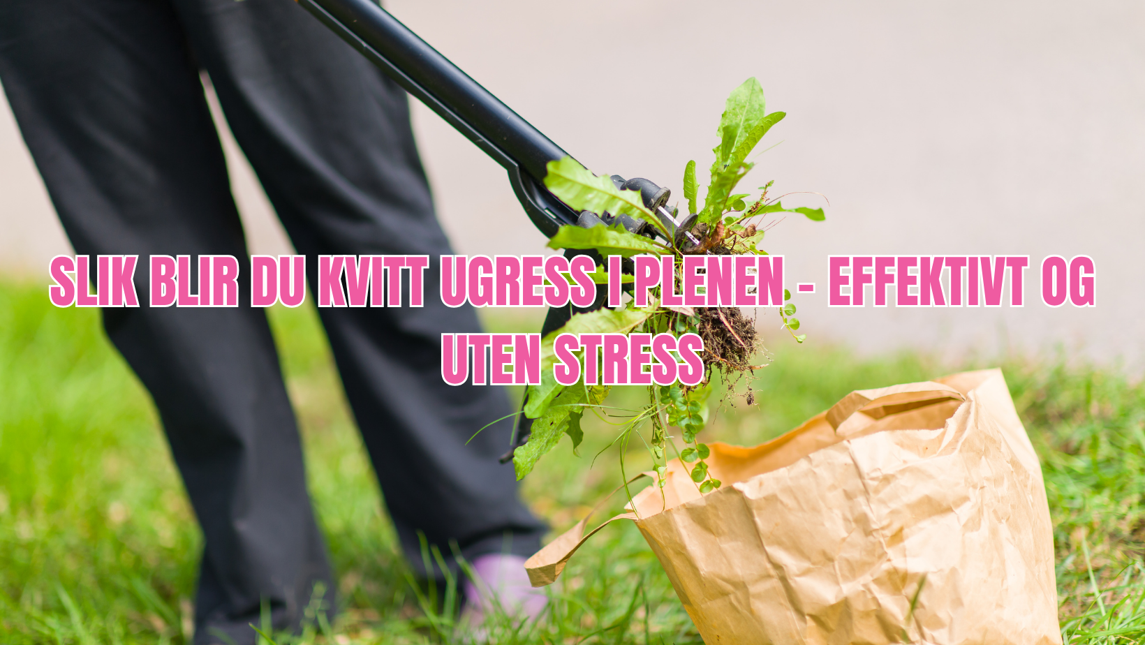 Hvordan bli kvitt ugress i plen? - Gardenbox